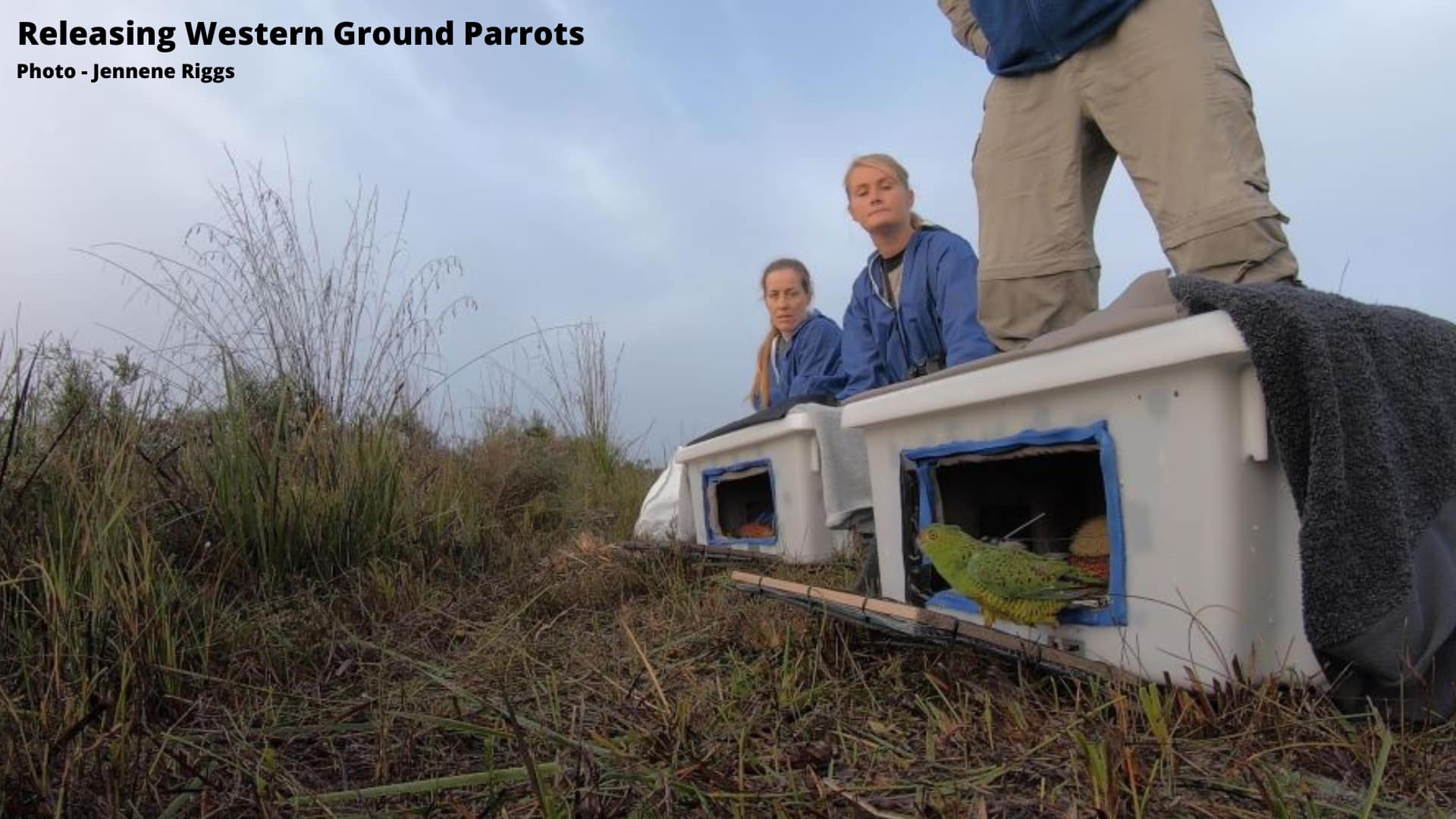 Critically Endangered birds of SW Western Australia with Sarah Comer ...